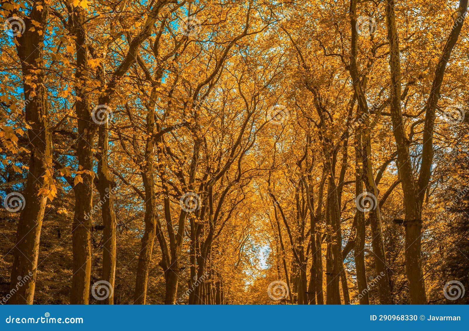 Autumn Trees in the Park, Perfect Fall Scenery Stock Photo - Image of ...