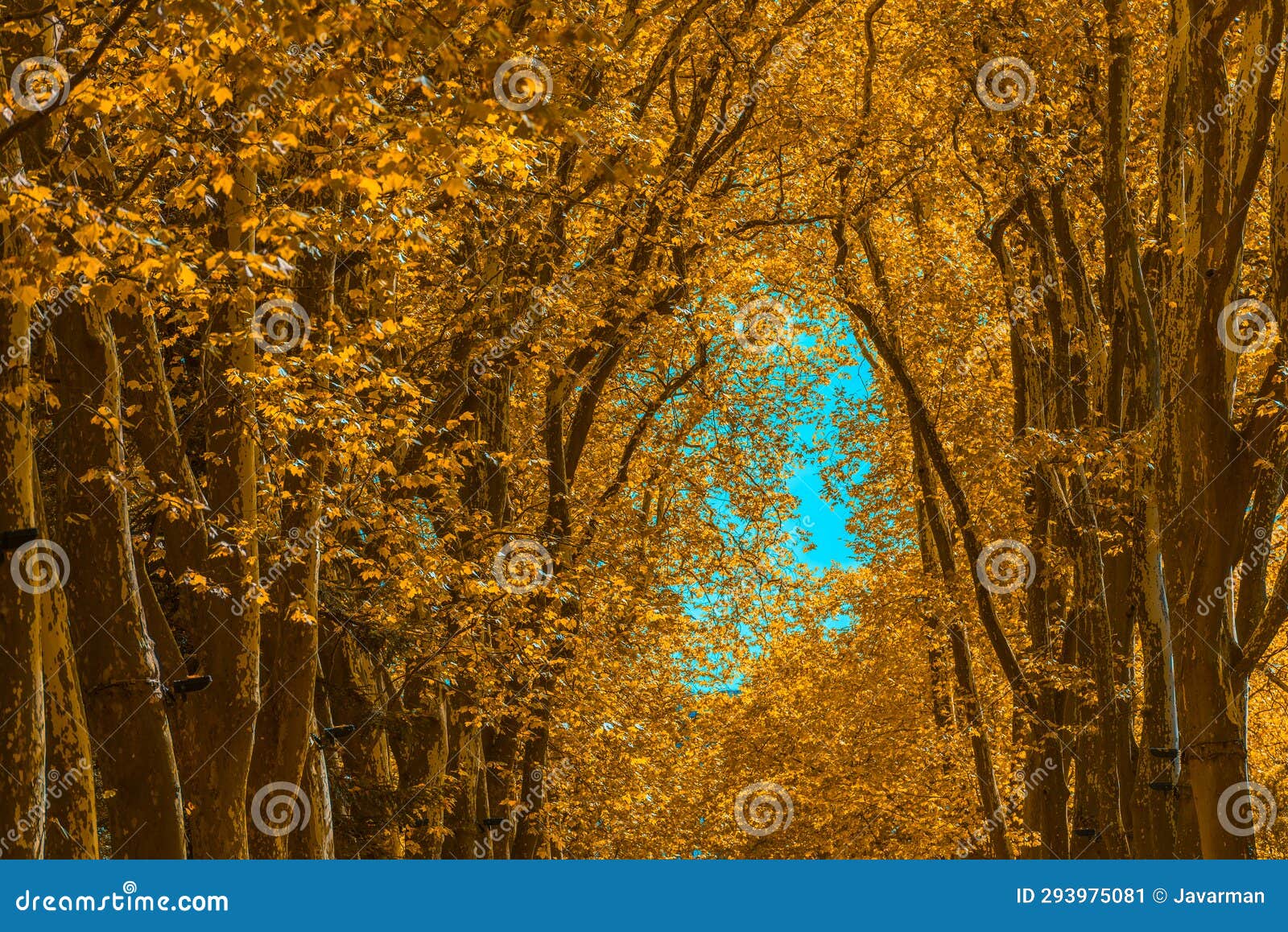 Autumn Trees in the Park, Perfect Fall Scenery Stock Image - Image of ...