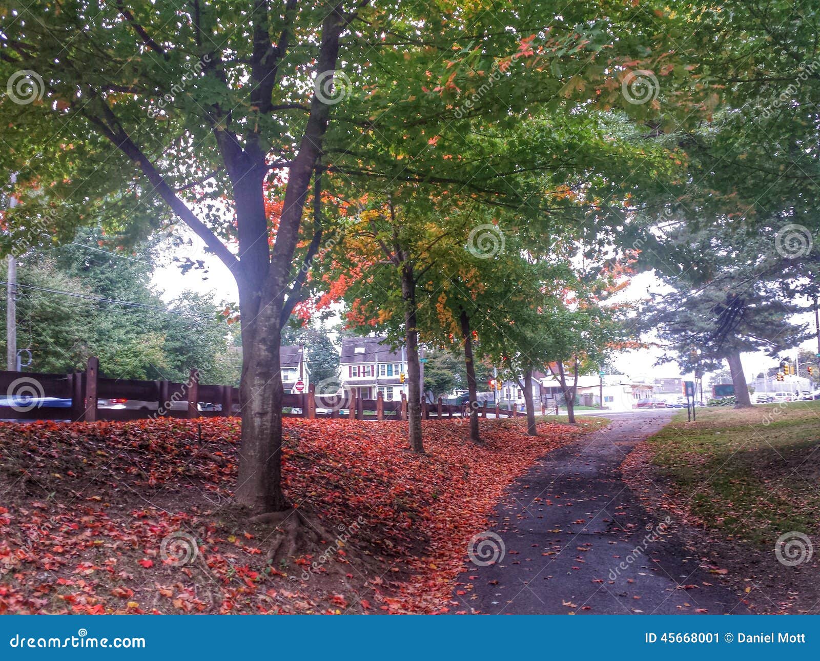 Autumn trees stock image. Image of fall, trees, park - 45668001