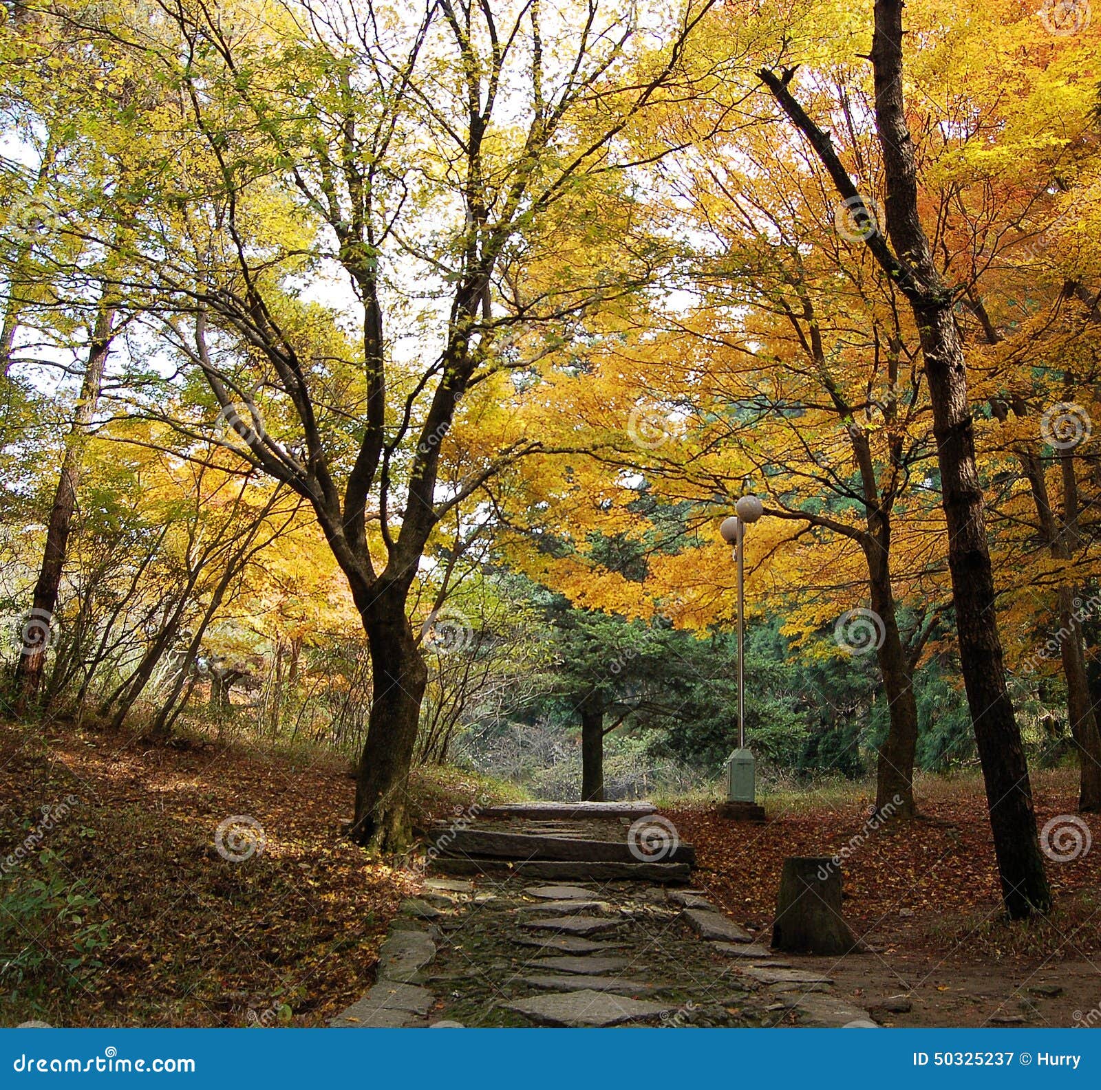 Autumn trees beside path stock image. Image of park, autumn - 50325237