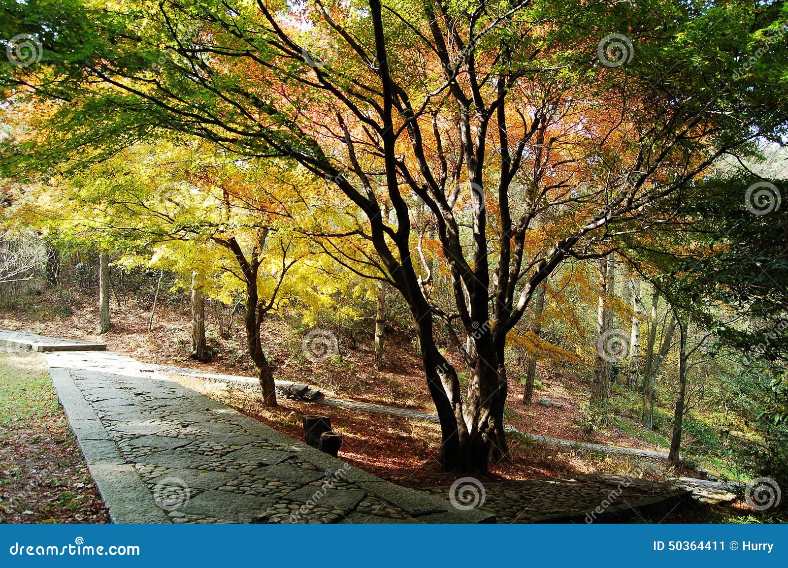 Autumn trees beside path stock image. Image of natural - 50364411