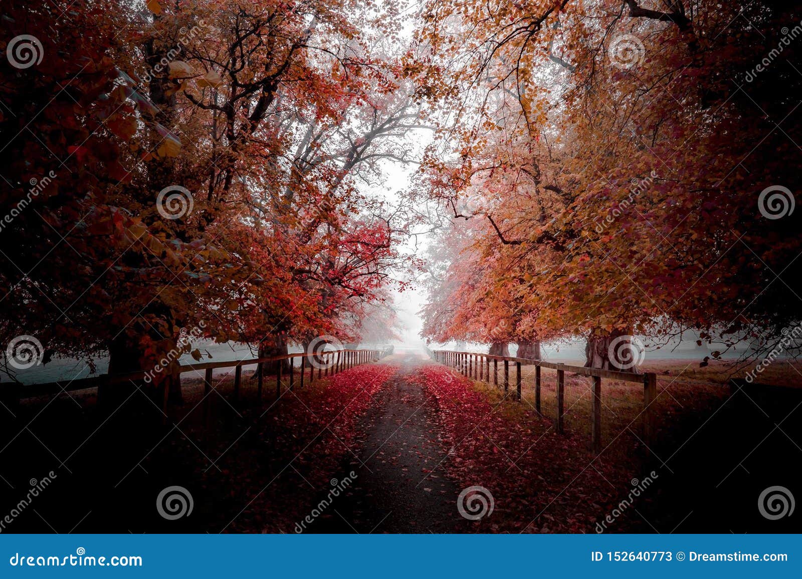 Autumn-trees-autumn-path stock image. Image of spectacular - 152640773