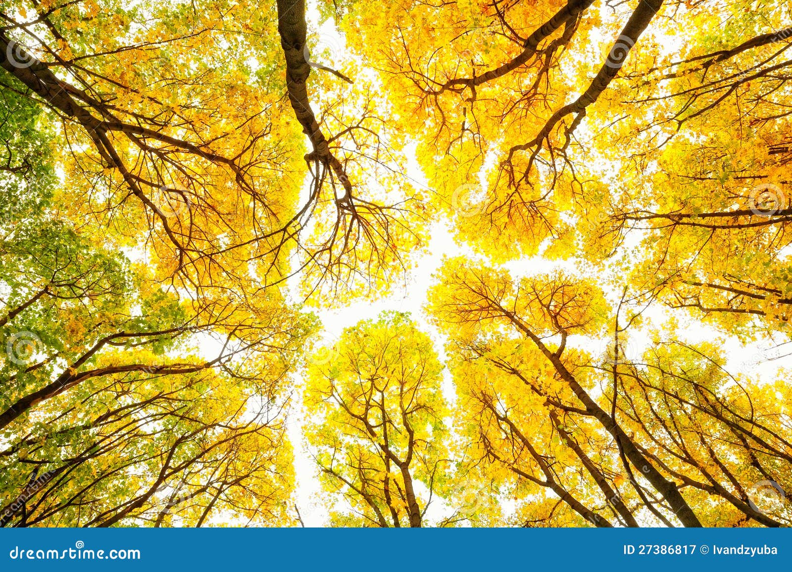Autumn trees pattern stock image. Image of natural, maple - 27386817