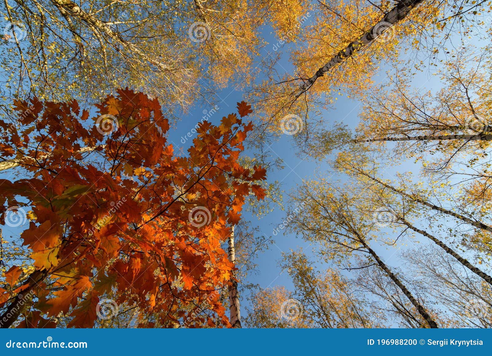 Autumn Trees Pattern. Bottom View of Trees in Autumn Forest Stock Photo ...