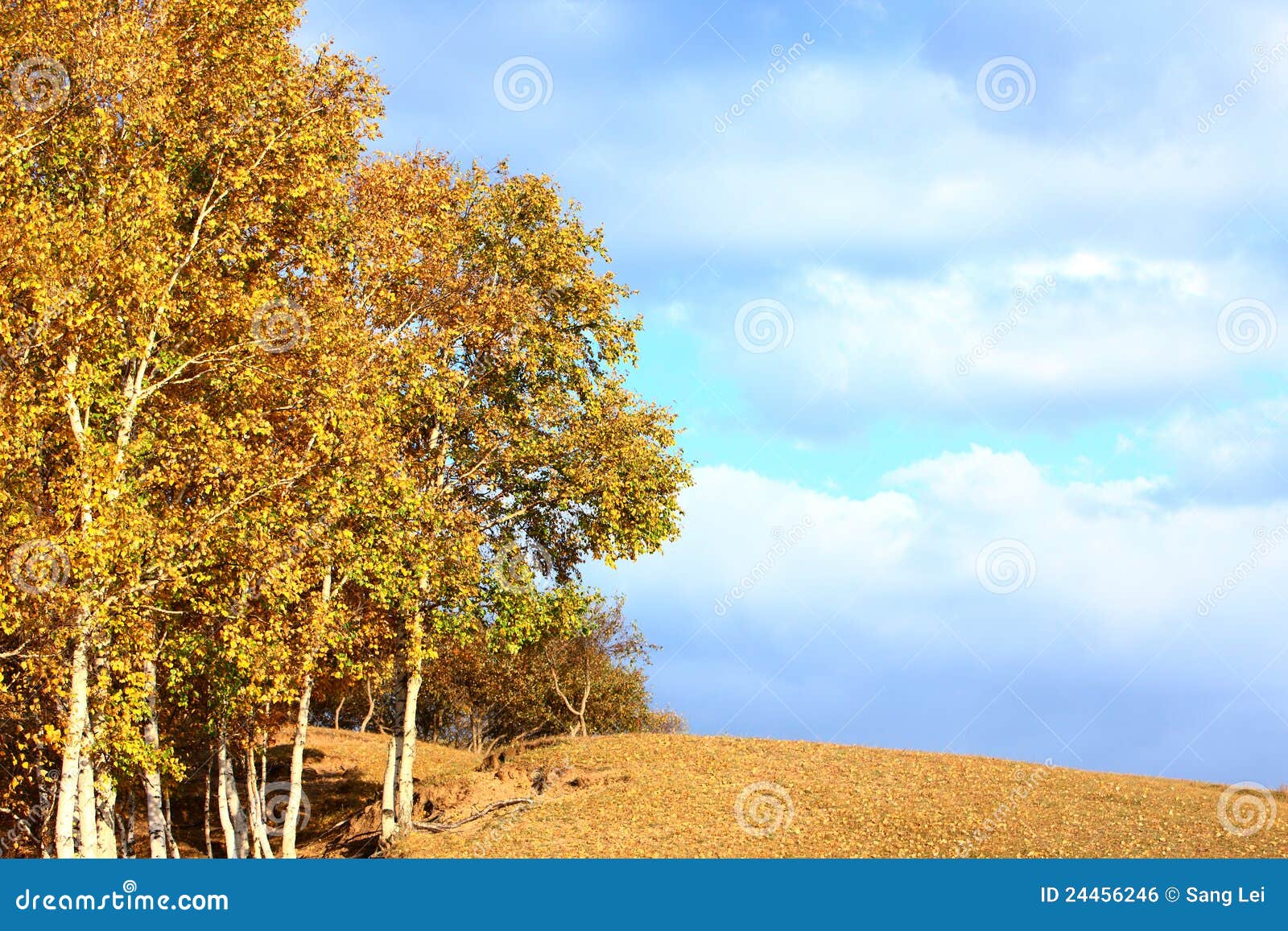 Autumn trees in prairie stock photo. Image of beautiful - 24456246