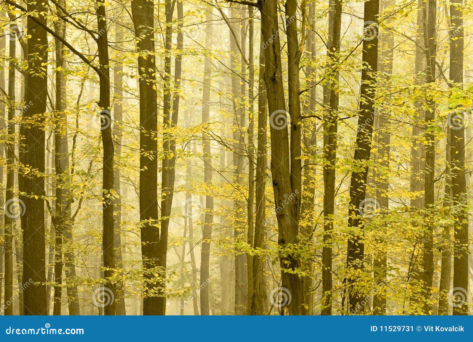 Autumn Trees Quickly Disappearing Stock Image - Image of outdoors ...