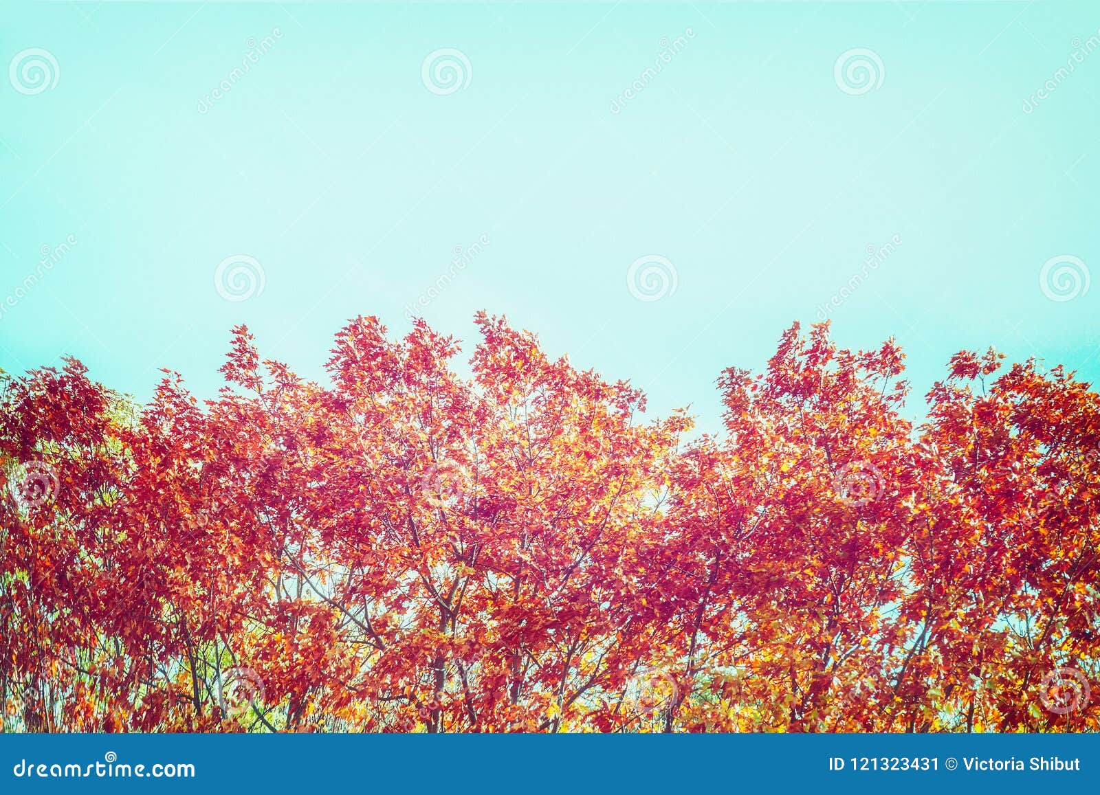 Autumn Trees with Red Foliage at Sky Background Stock Image - Image of ...