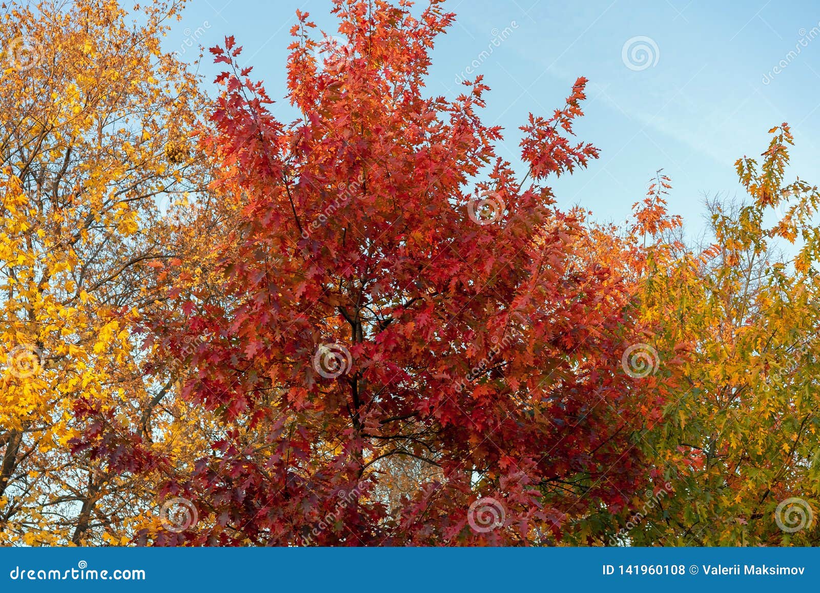 Autumn Trees with Red and Yellow Leaves Stock Photo - Image of ...