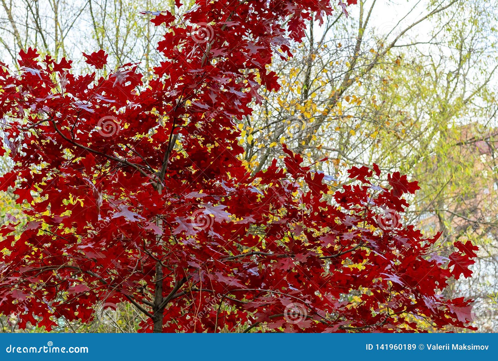 Autumn Trees with Red and Yellow Leaves Stock Image - Image of plant ...