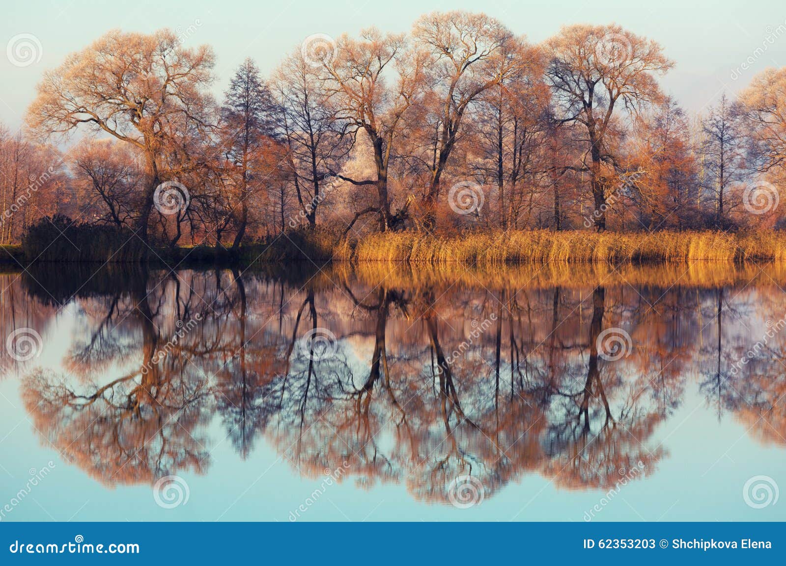 Autumn Trees Reflected in the Mirrored Water Stock Image - Image of ...