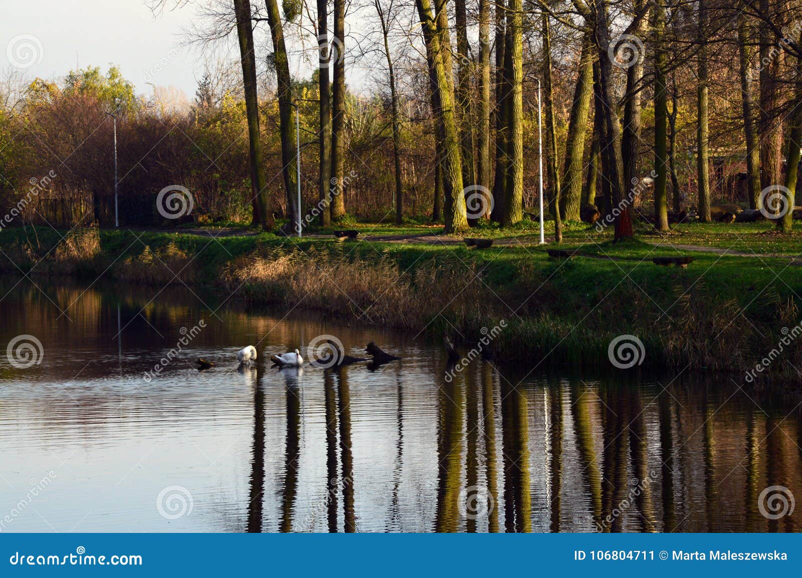 Autumn Trees Reflected in Water in a Park Stock Image - Image of river ... Autumn Trees Reflected in Water in a Park Stock Image - Image of river ...