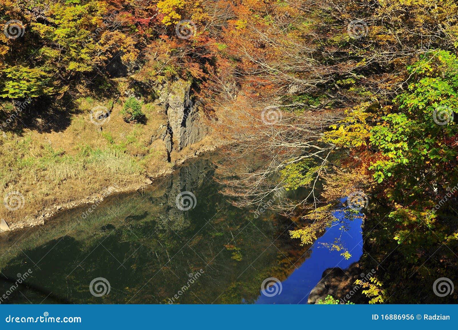 Autumn Trees Reflected in Tonegawa River Stock Photo - Image of colors, fall: 16886956