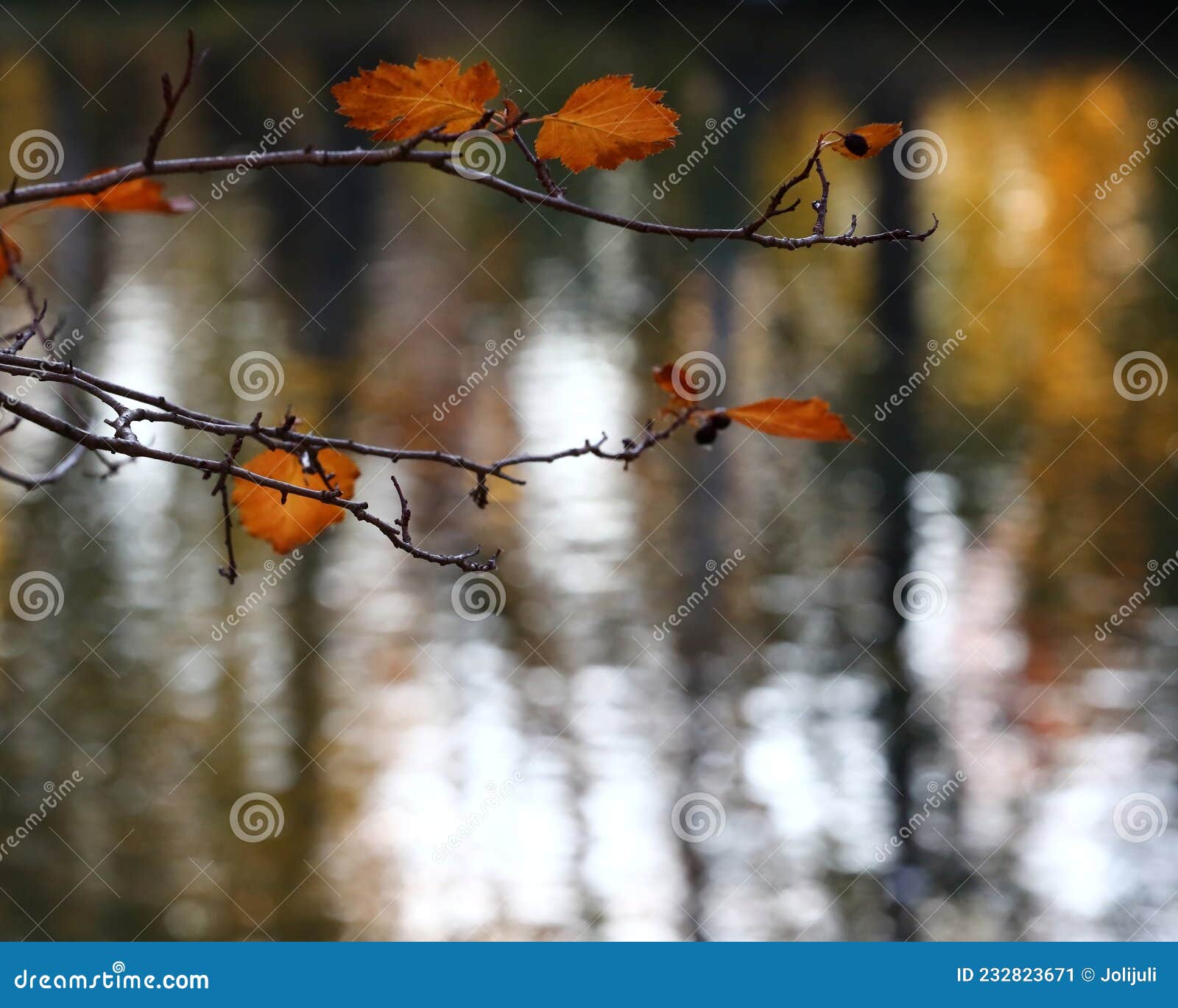 Autumn trees reflection stock image. Image of foliage - 232823671