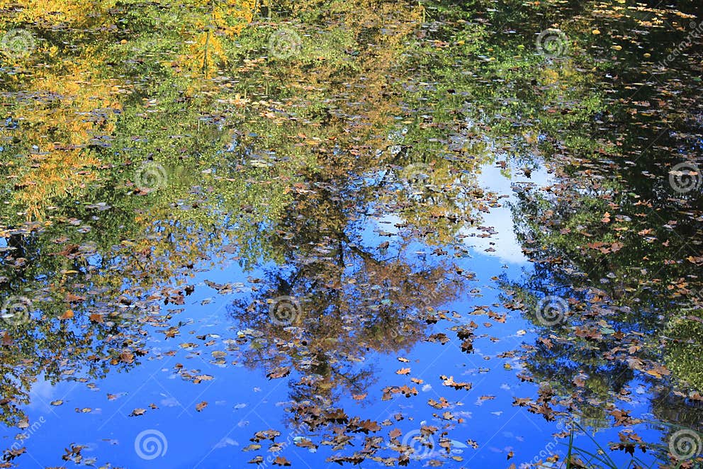 Autumn trees reflection stock photo. Image of nature - 153883048
