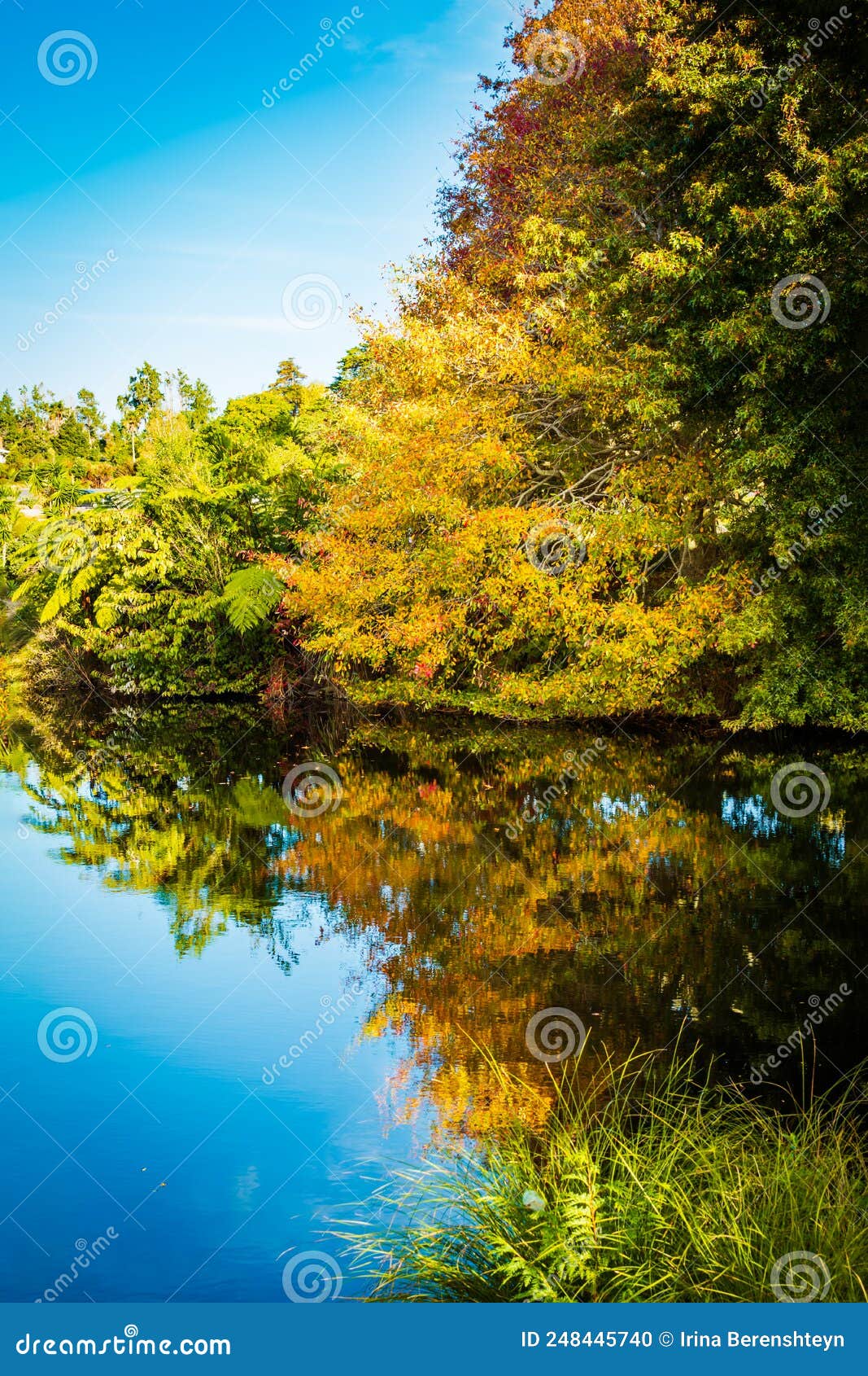 Autumn Trees Reflection in a Mirror-like Water of a Lake Stock Photo ...