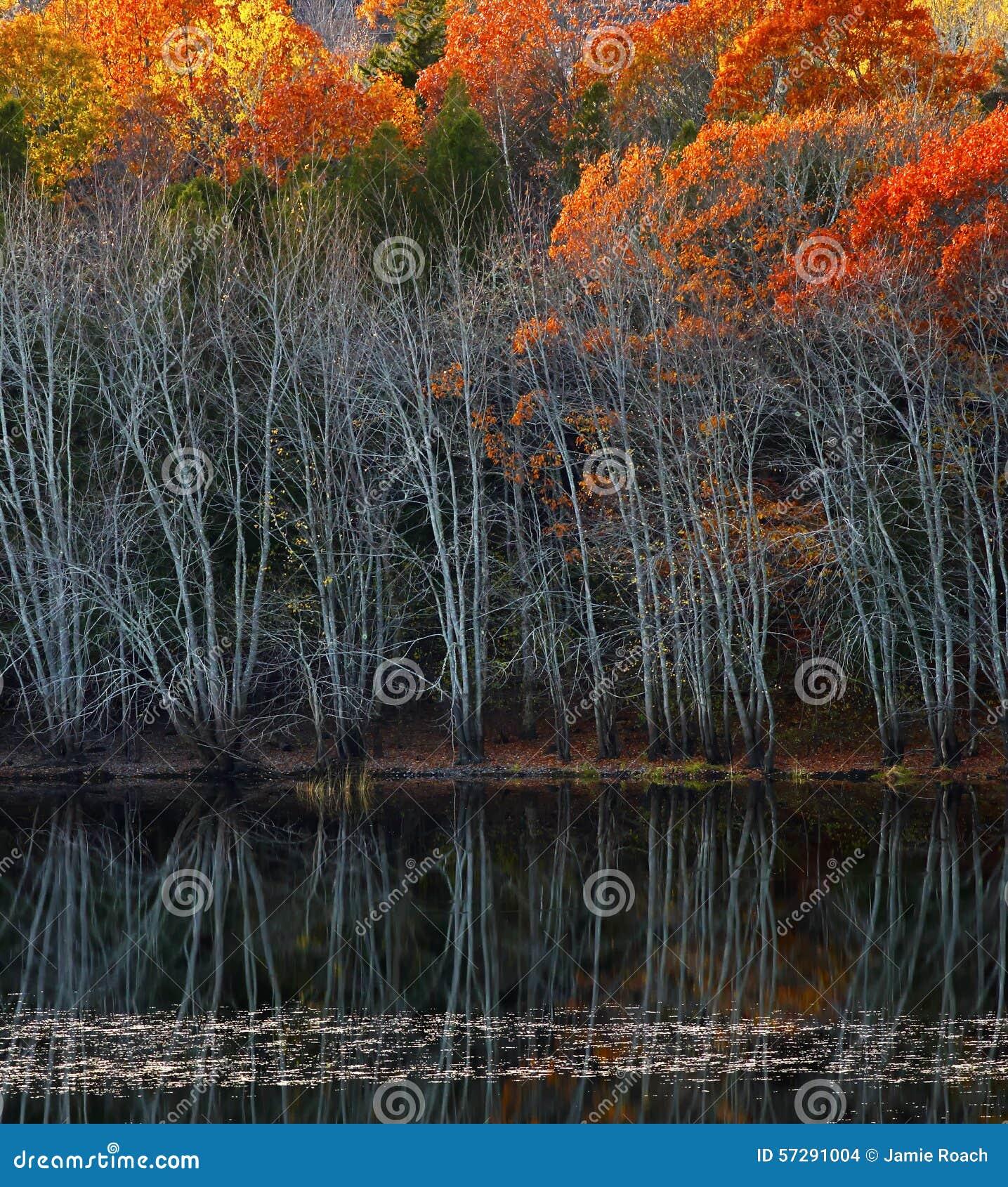 Autumn Trees Reflections stock photo. Image of tree, bright - 57291004