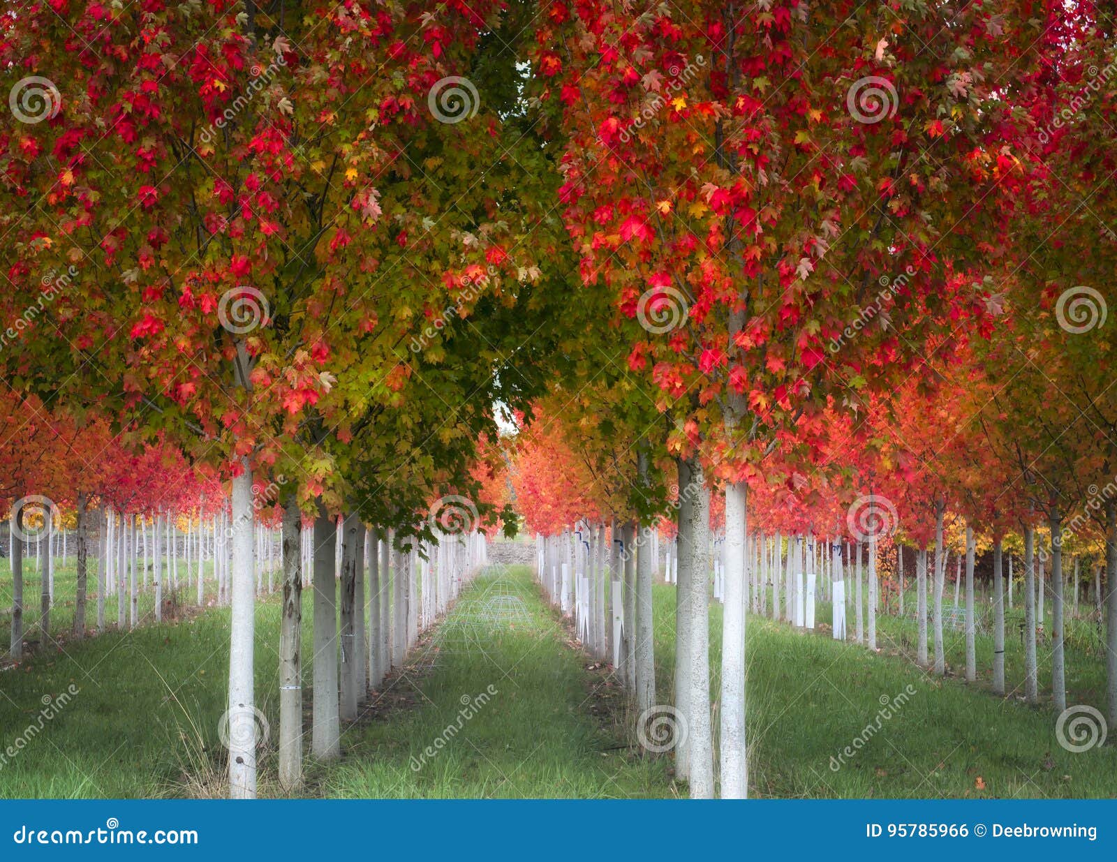 Autumn Trees in rows stock photo. Image of bright, leaf - 95785966