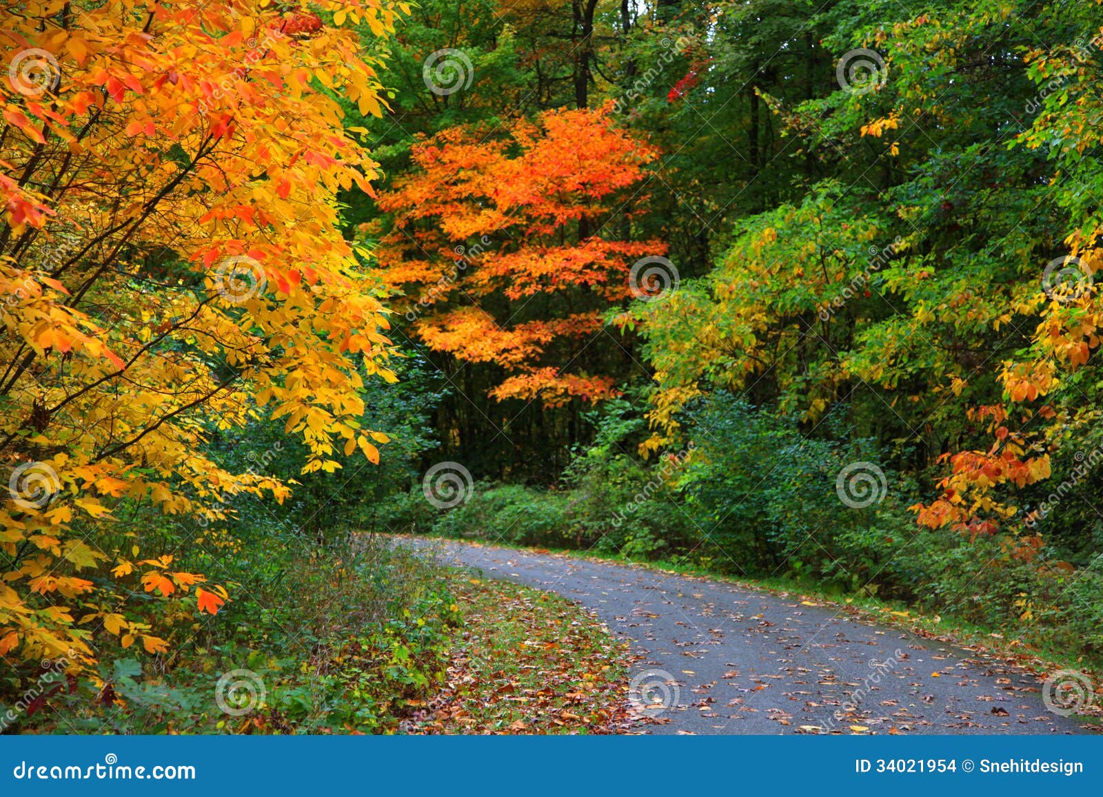 Autumn trees stock photo. Image of outdoors, scenery - 34021954
