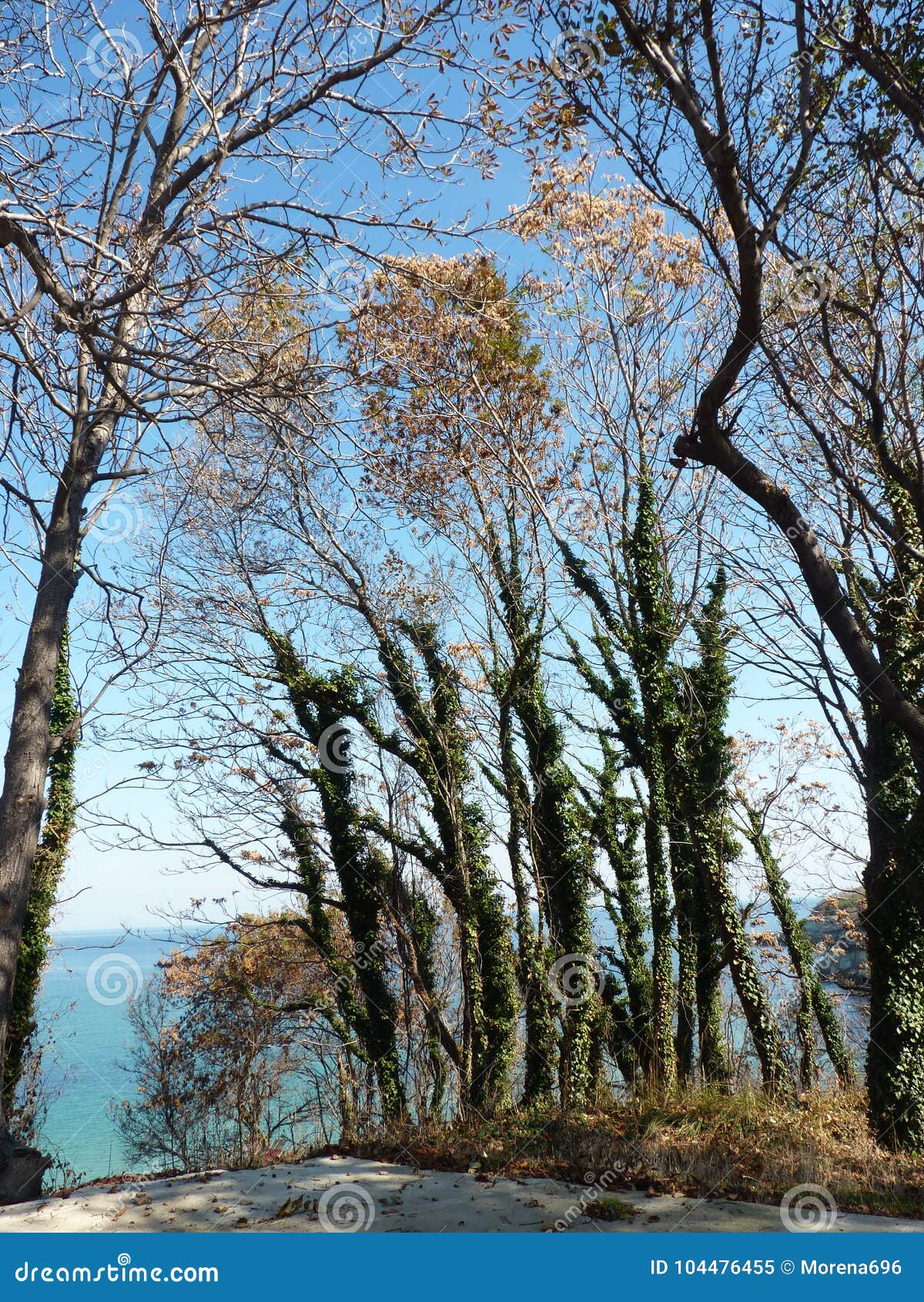 Autumn trees and the sea stock image. Image of trees - 104476455