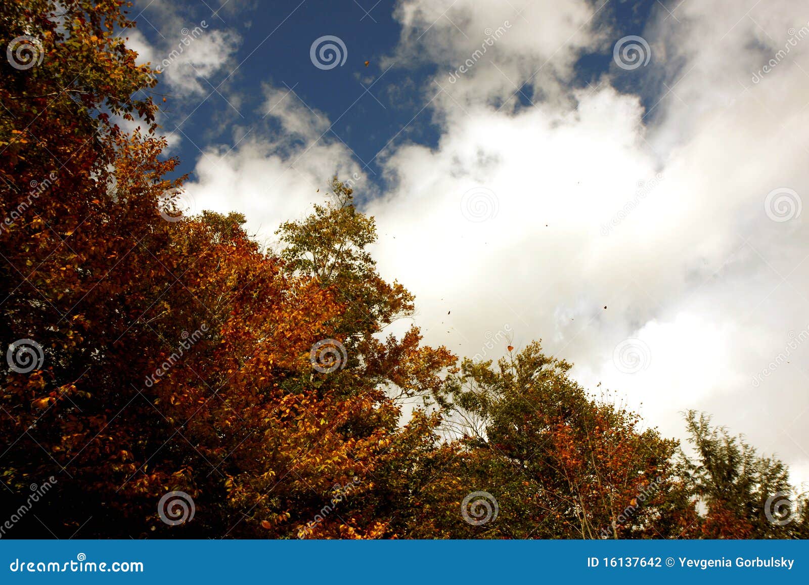 Autumn trees and sky stock photo. Image of weather, seasons - 16137642