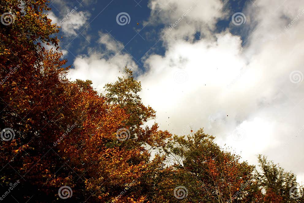 Autumn trees and sky stock photo. Image of weather, seasons - 16137642