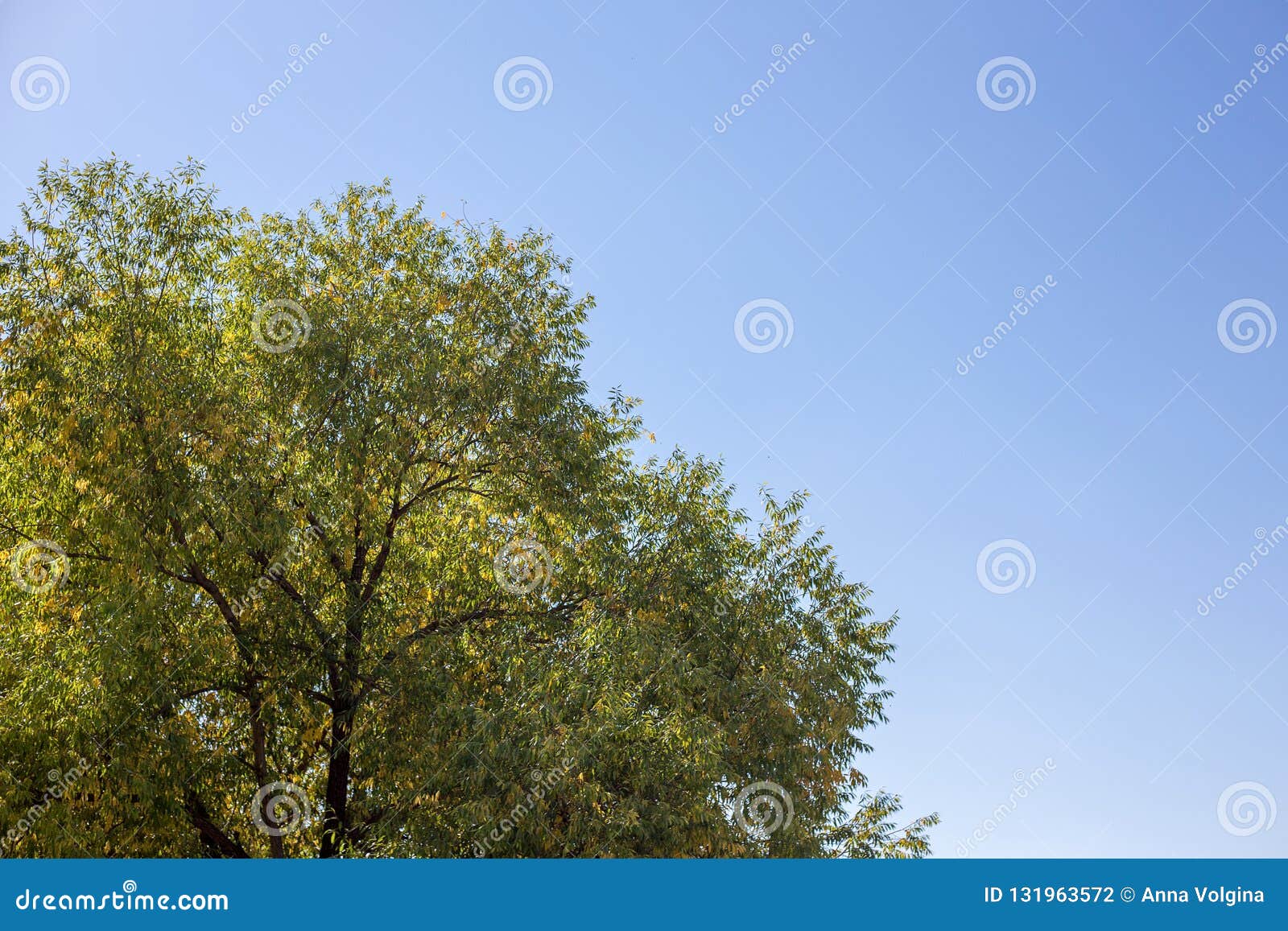 Autumn Trees with Sky As a Background Stock Photo - Image of wood, fall ...