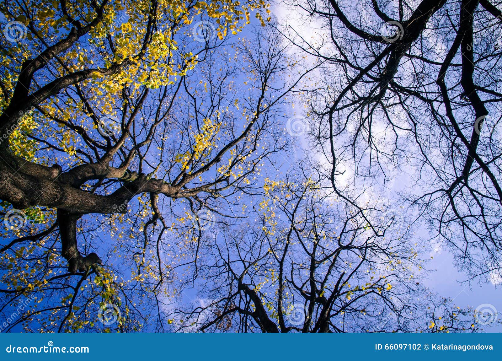 Autumn trees and sky stock photo. Image of trunk, fall - 66097102