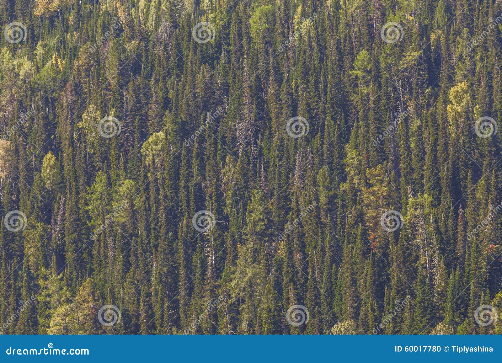 Autumn Trees on a Steep Mountain Slope Stock Photo - Image of trees ...