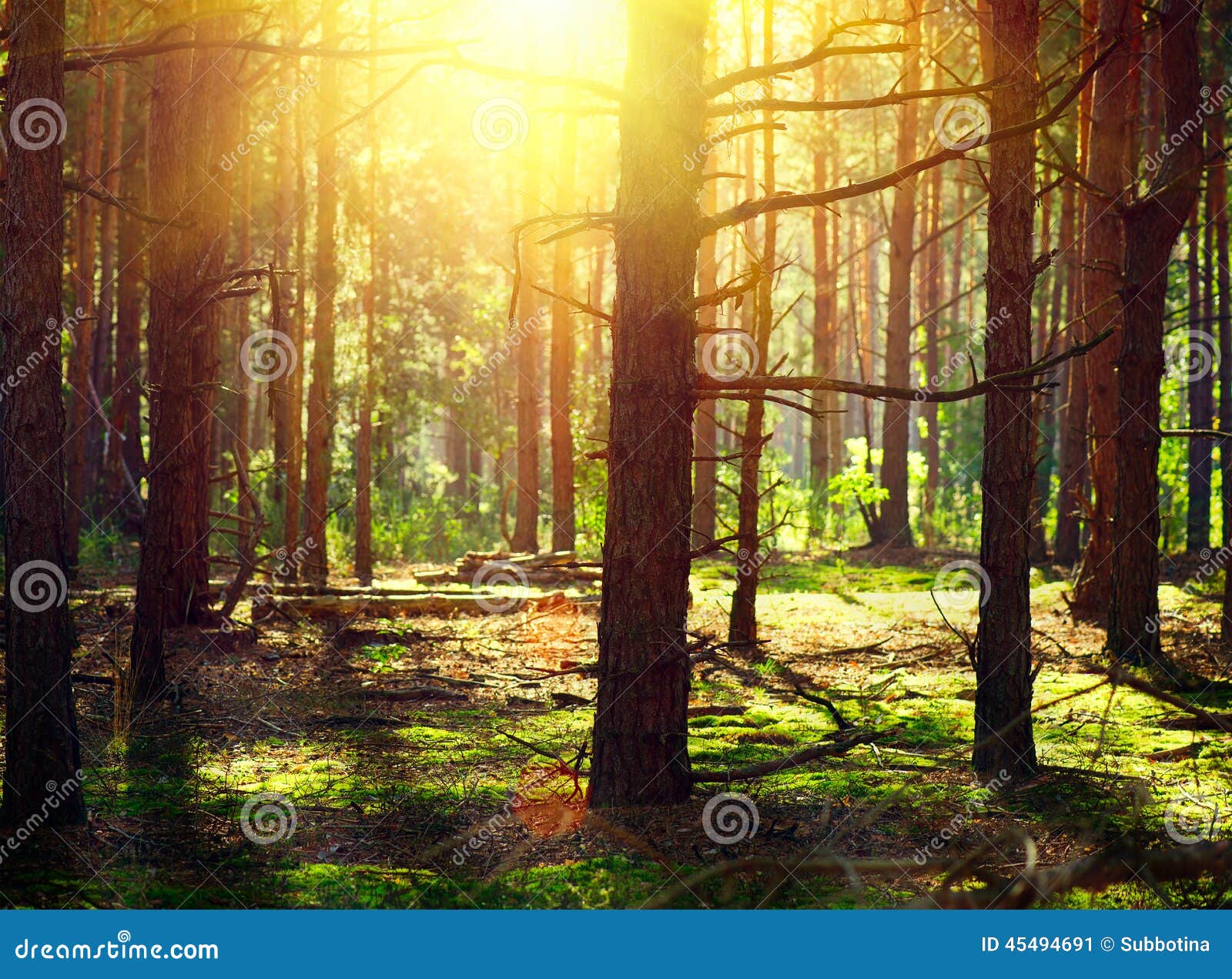 Autumn trees in sun rays stock image. Image of golden - 45494691