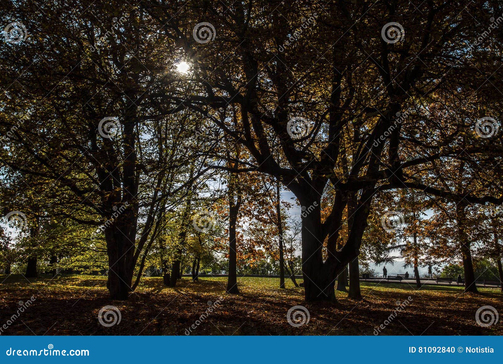 Autumn Trees ,the Sun Shining through the Branches. Stock Photo - Image ...