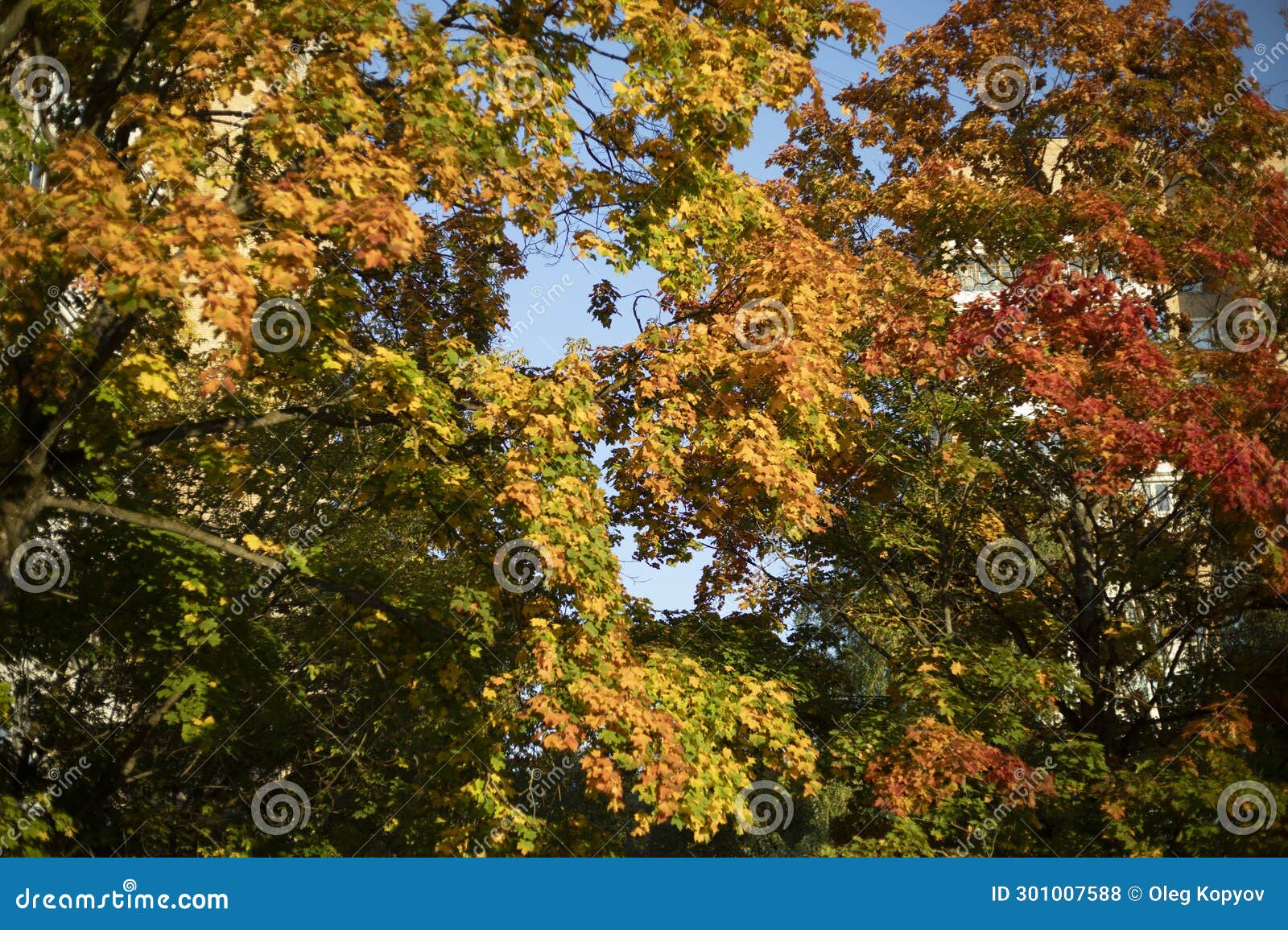 Autumn Trees in Sunlight. Autumn Colors in Nature Stock Photo - Image ...