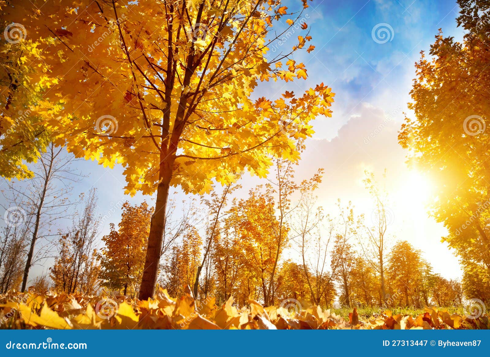 Autumn trees at sunset stock image. Image of leaves, natural - 27313447
