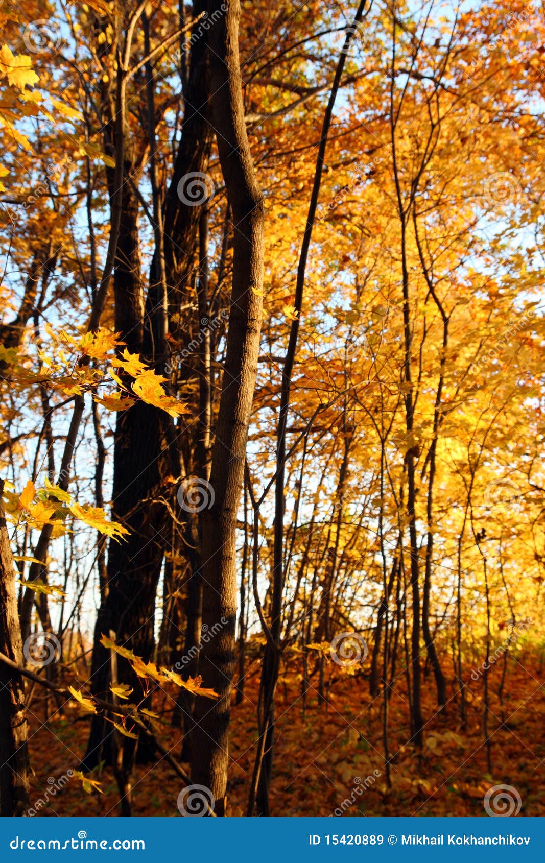 Autumn Trees in Sunset Light Stock Image - Image of trunk, branch: 15420889