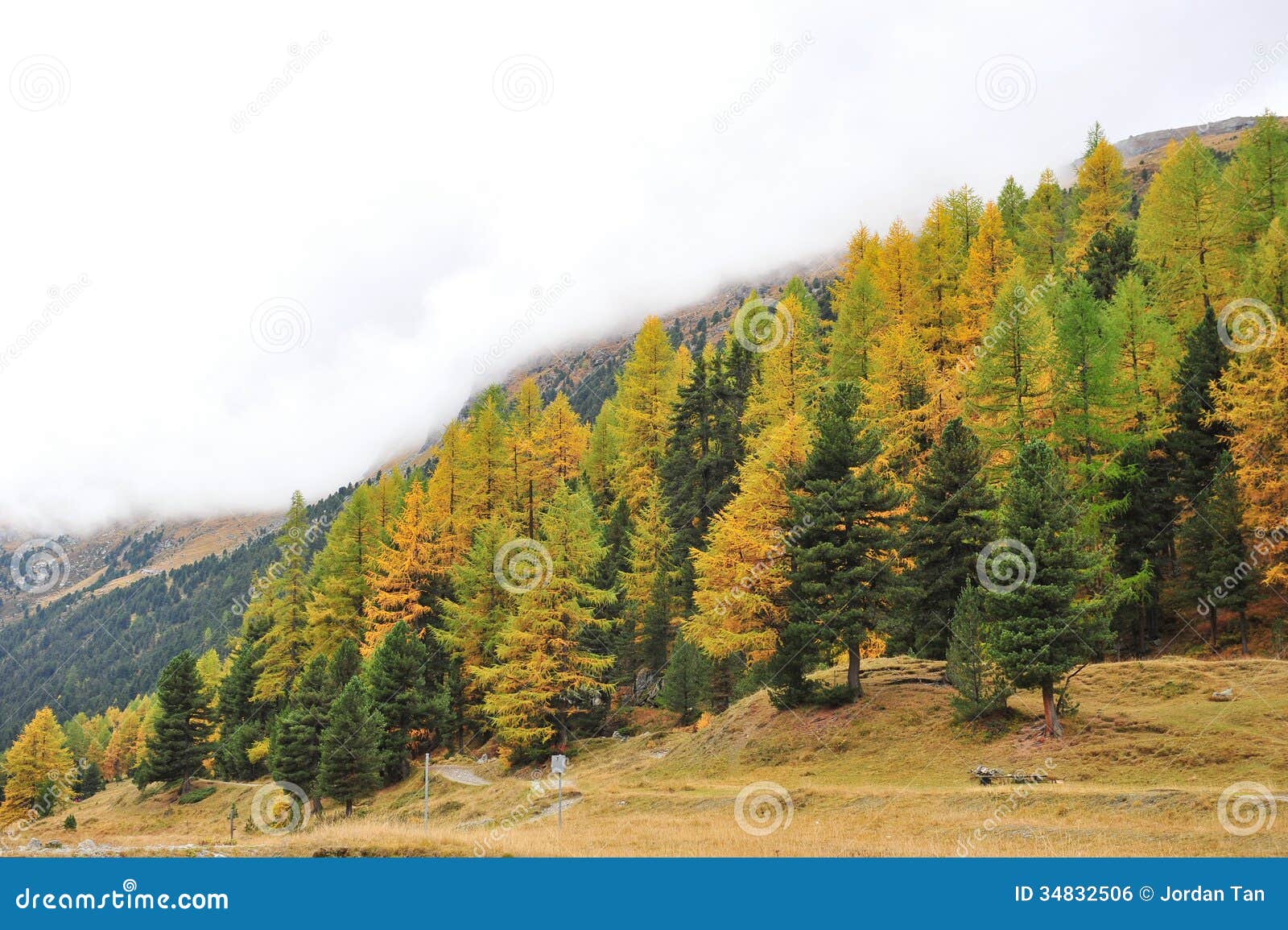 Autumn Trees in Switzerland Stock Photo - Image of leaf, tree: 34832506