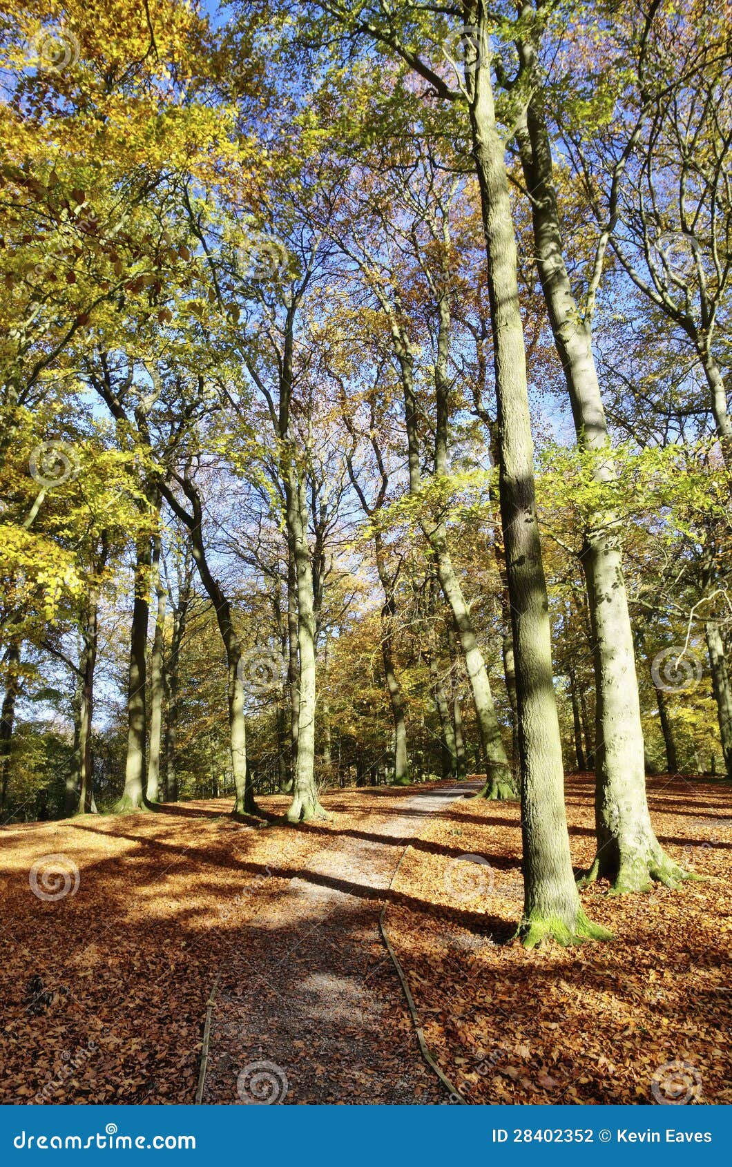 Autumn Trees at Talkin Tarn Country Park Stock Photo - Image of nature ...