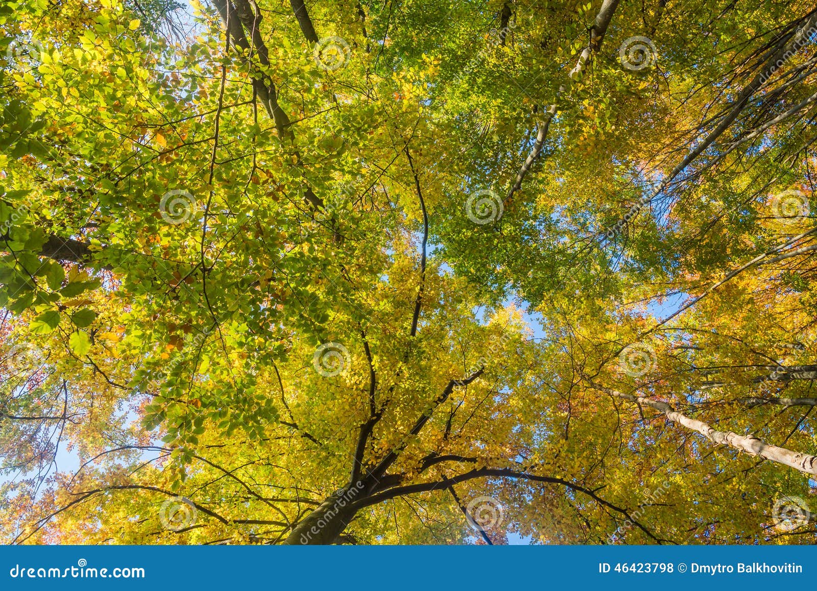 Autumn trees top stock photo. Image of fall, bokeh, design - 46423798