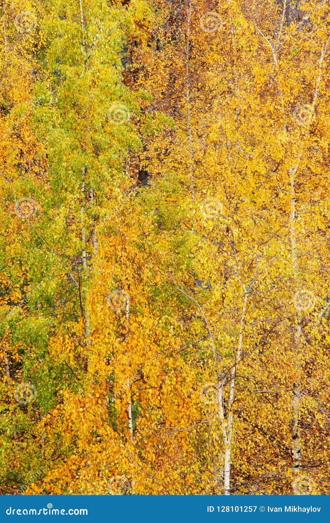 Autumn trees stock image. Image of colorful, color, beauty - 128101257