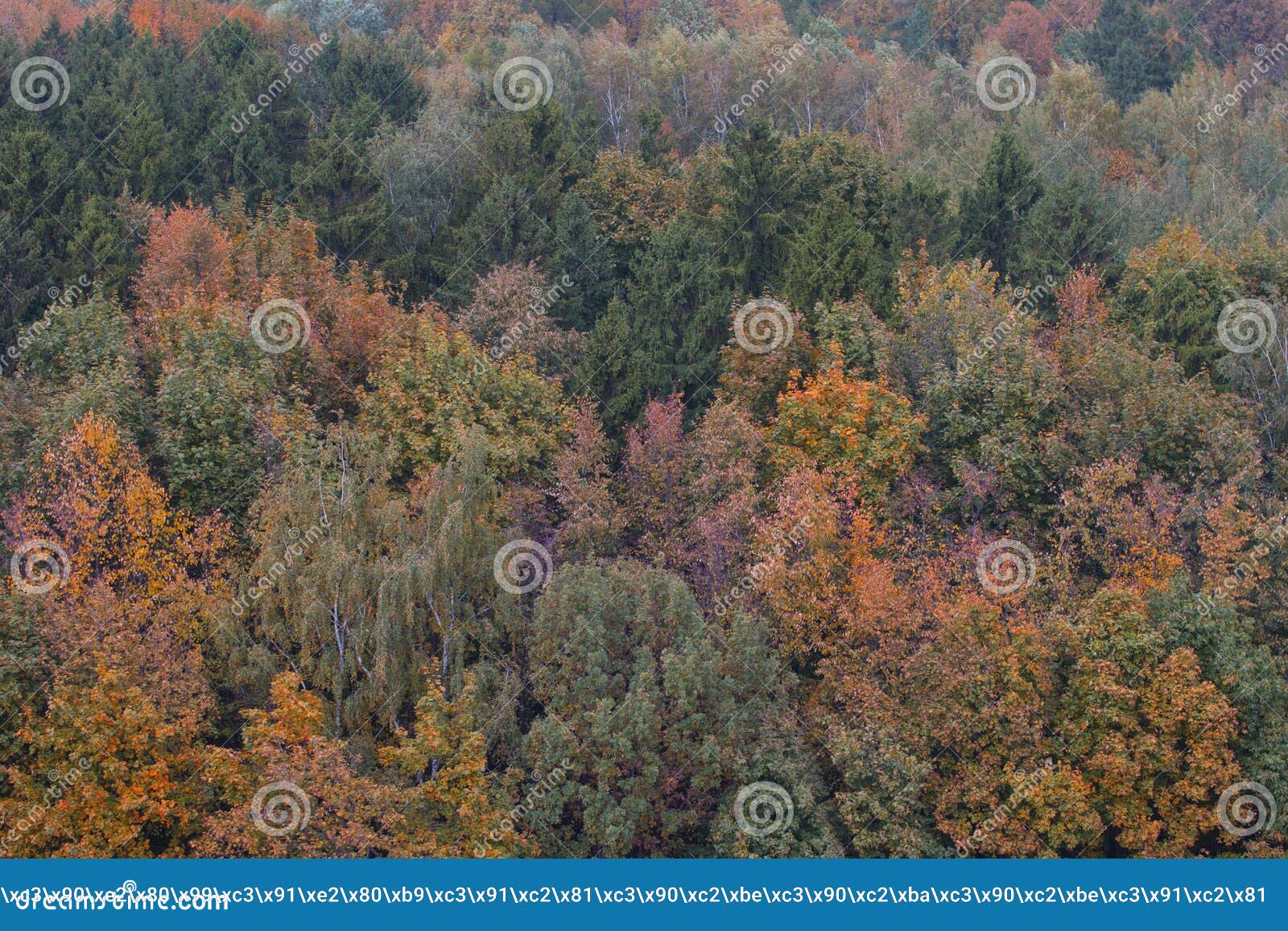 Autumn trees top view. stock image. Image of crowns - 258025957