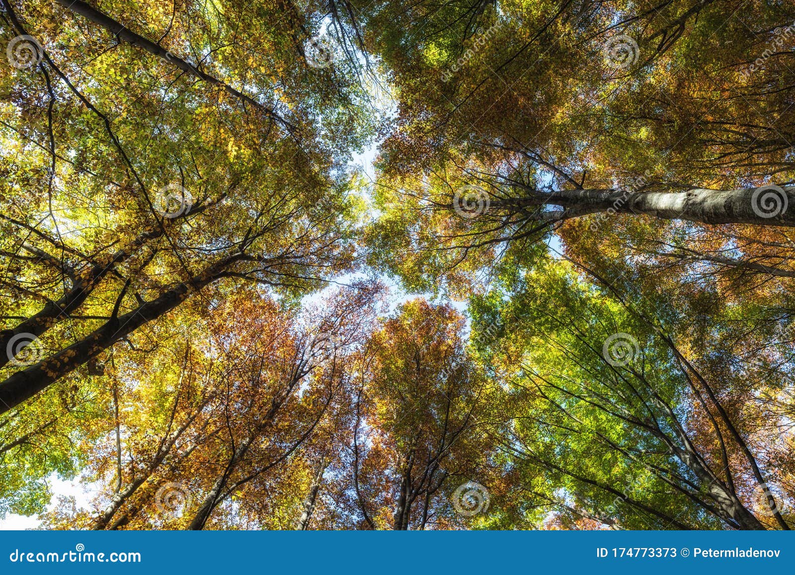 Autumn Trees Tops in Autumn Forest Scene. Stock Image - Image of ...