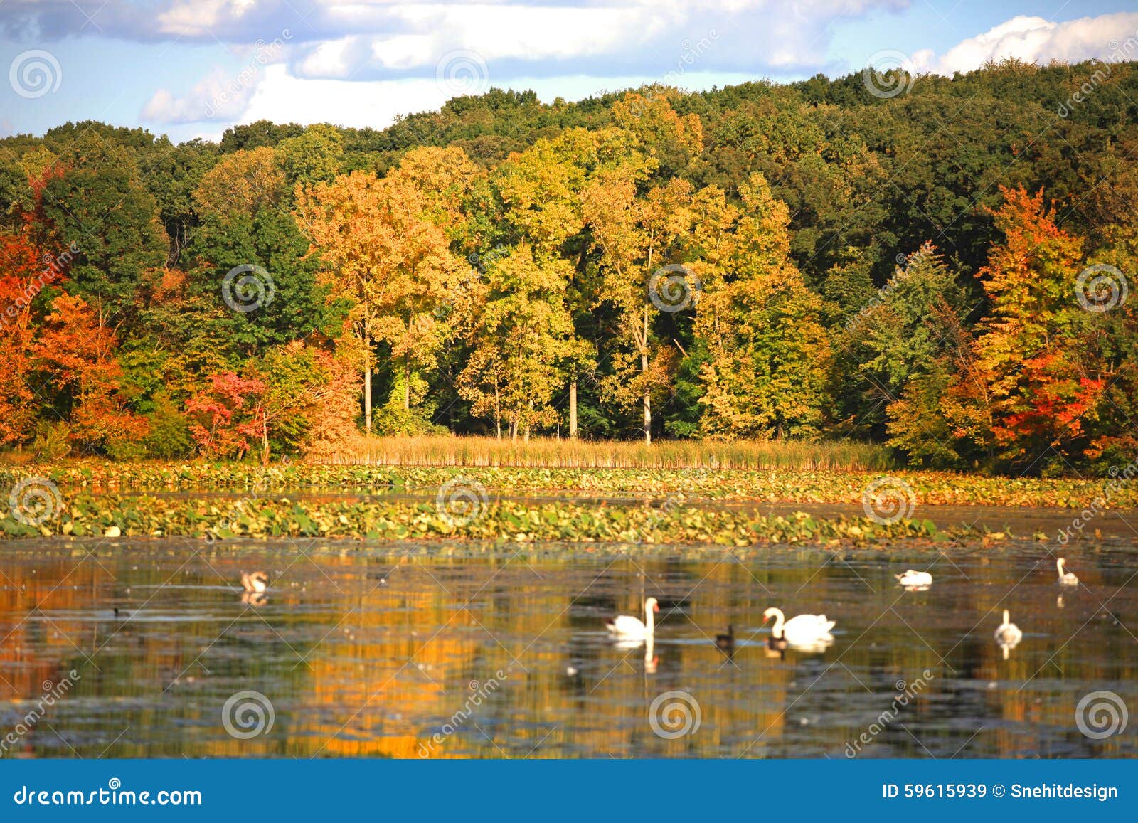 Autumn trees in twilight stock image. Image of ducks - 59615939