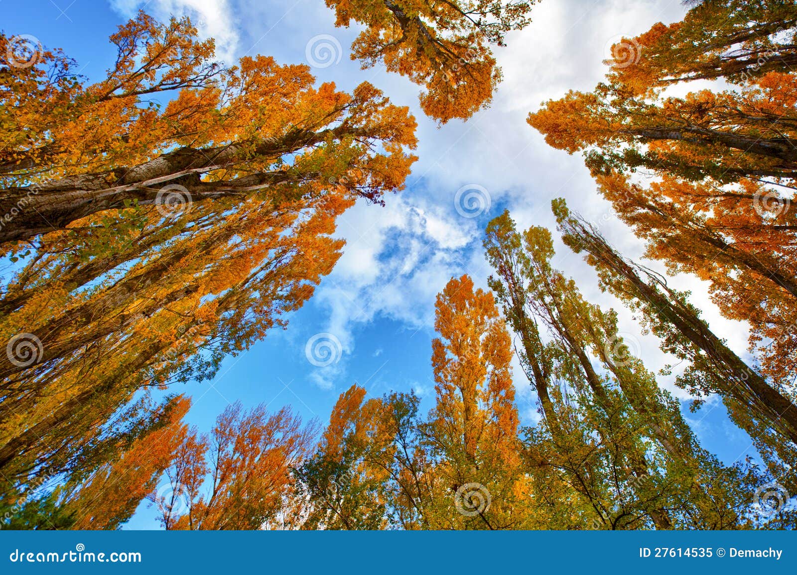 Autumn Trees Under Blue Sky Stock Image - Image of color, park: 27614535