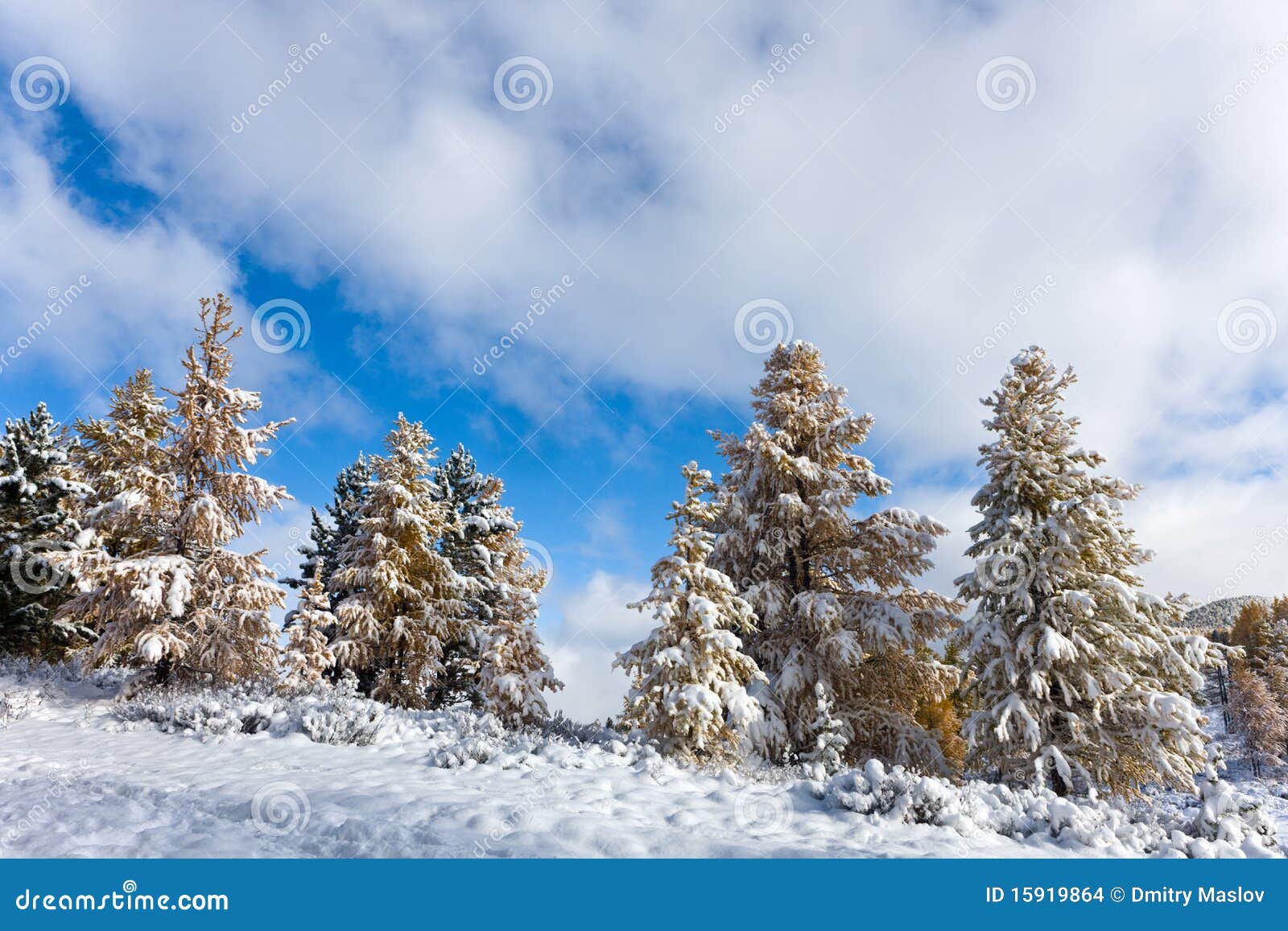 Autumn trees under snow stock photo. Image of color, nature - 15919864