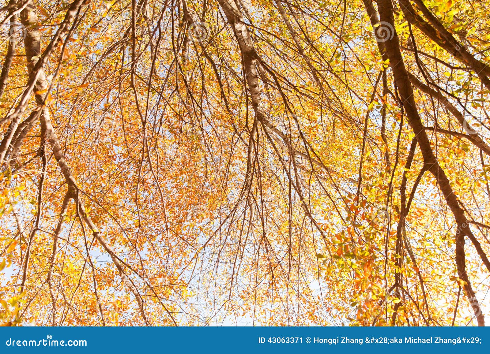 Autumn trees stock image. Image of golden, plant, season - 43063371