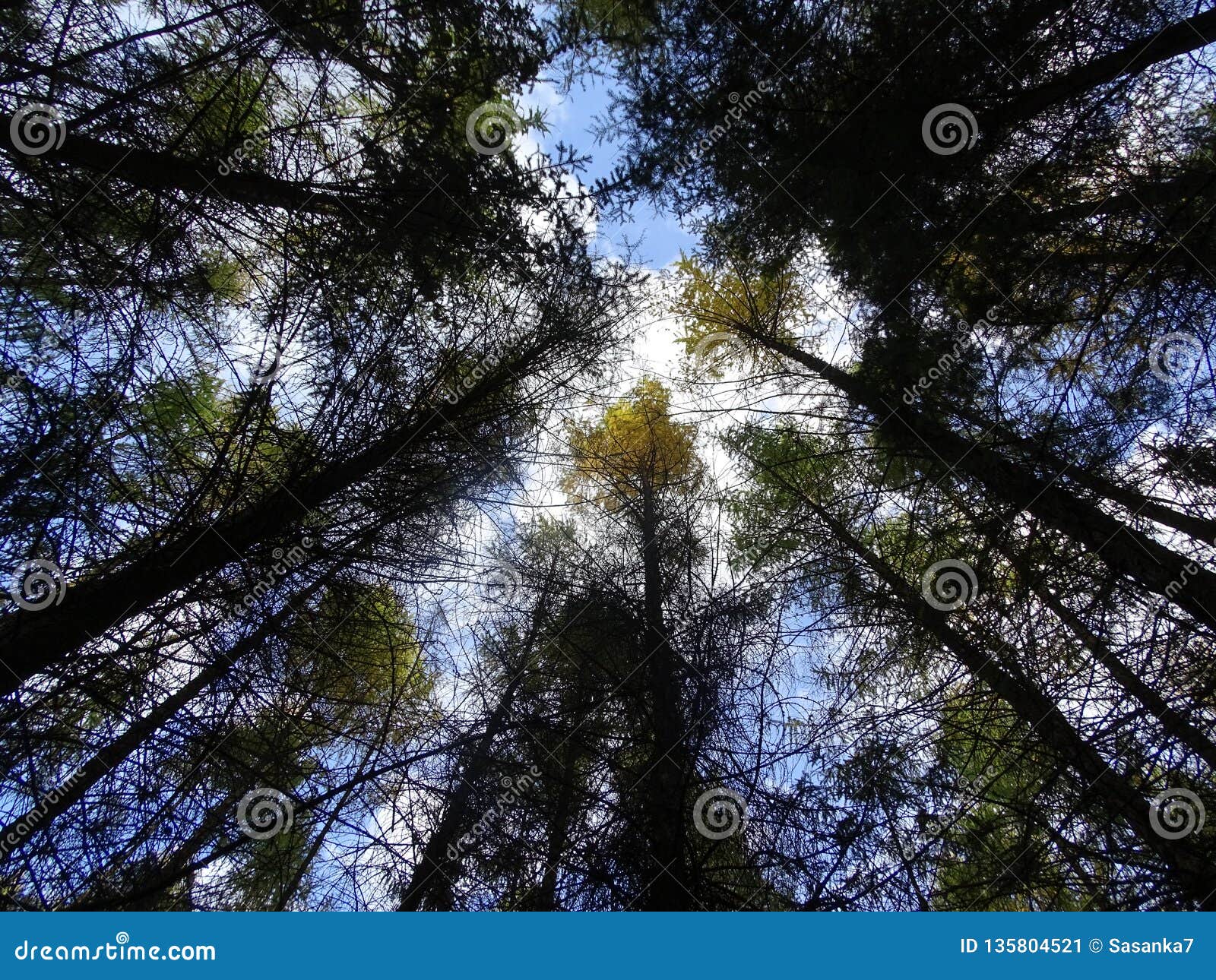 Autumn trees upside stock image. Image of leaves, nature - 135804521