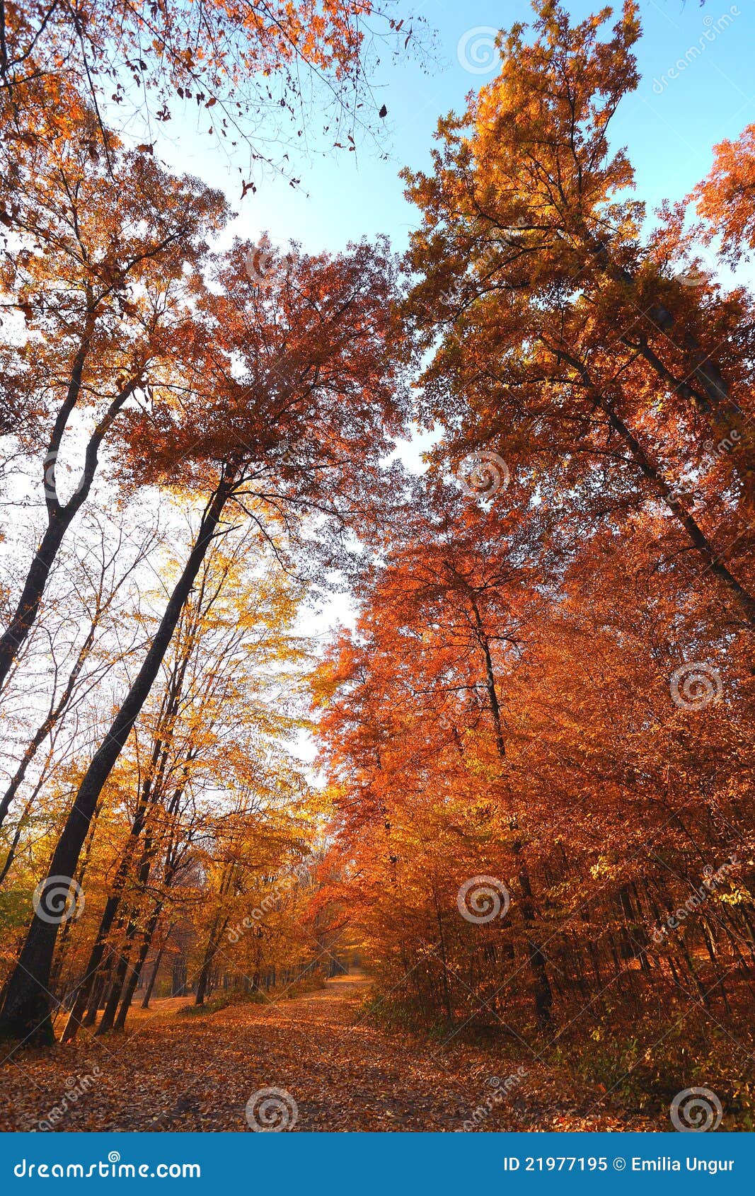 Autumn Trees Viewed from Below Stock Image - Image of november, park ...