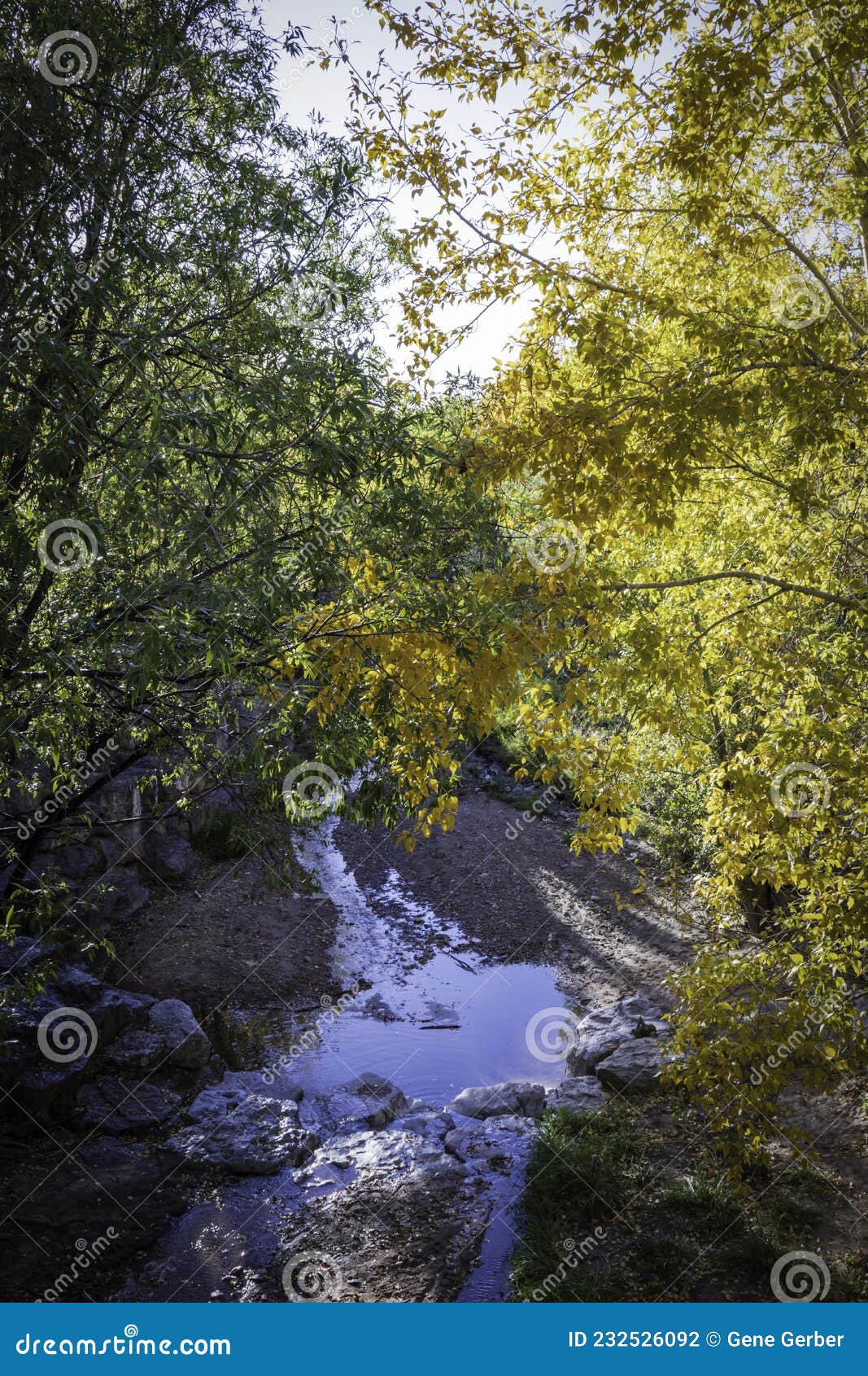 Autumn Trees and Water stock photo. Image of underlit - 232526092