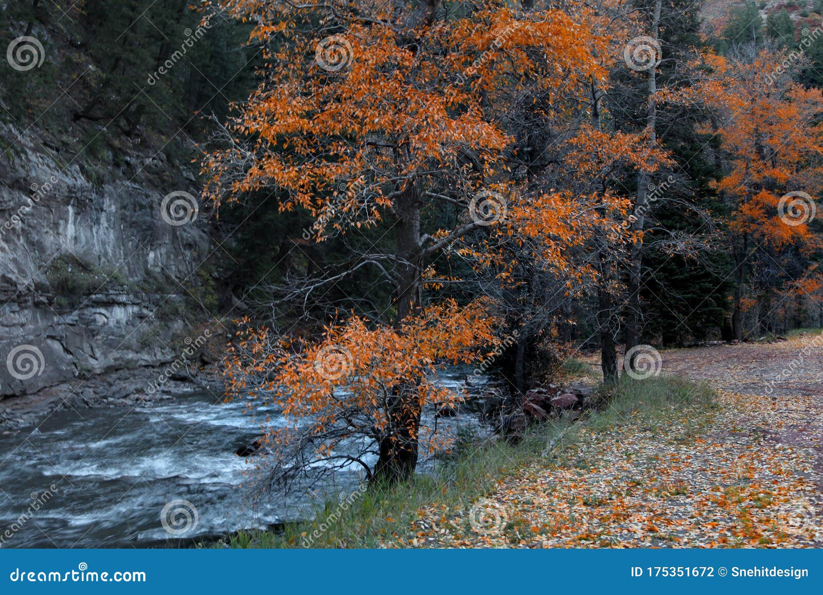Autumn Trees by Water Stream Stock Photo - Image of flow, flowing ...