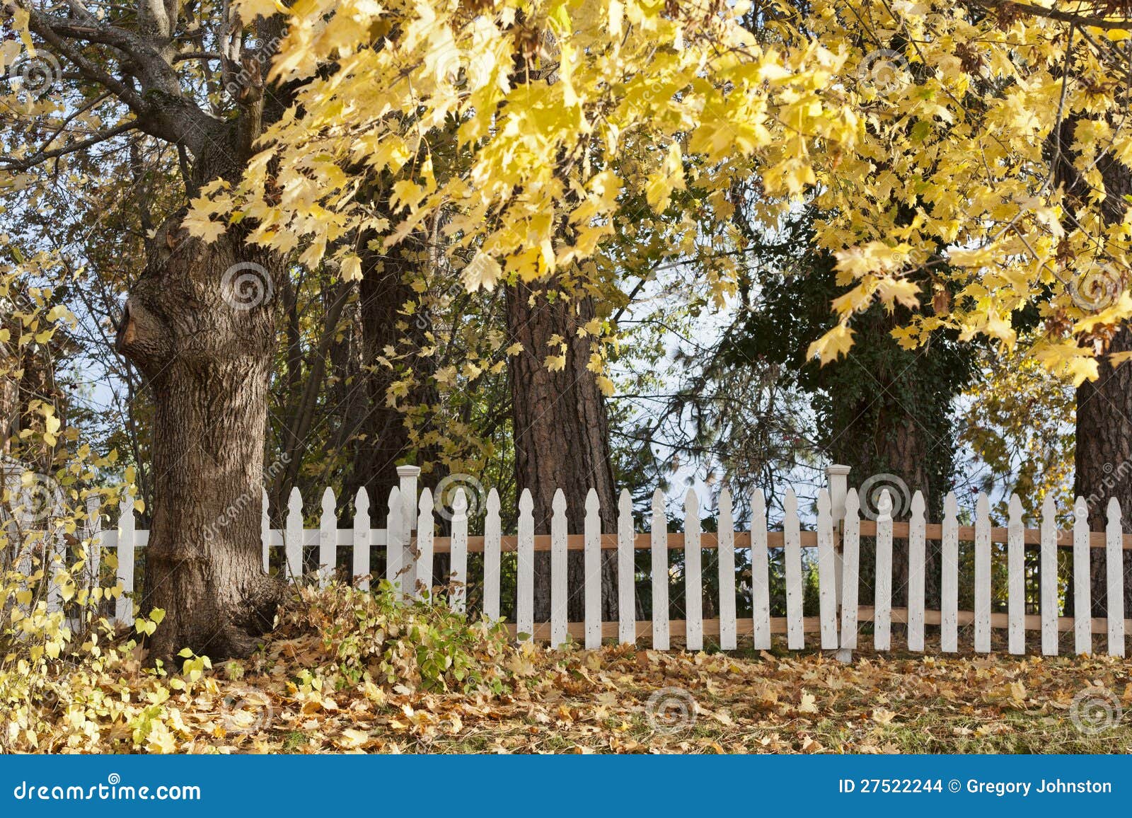 Autumn Trees and White Fence. Stock Photo - Image of trees, leaves ...