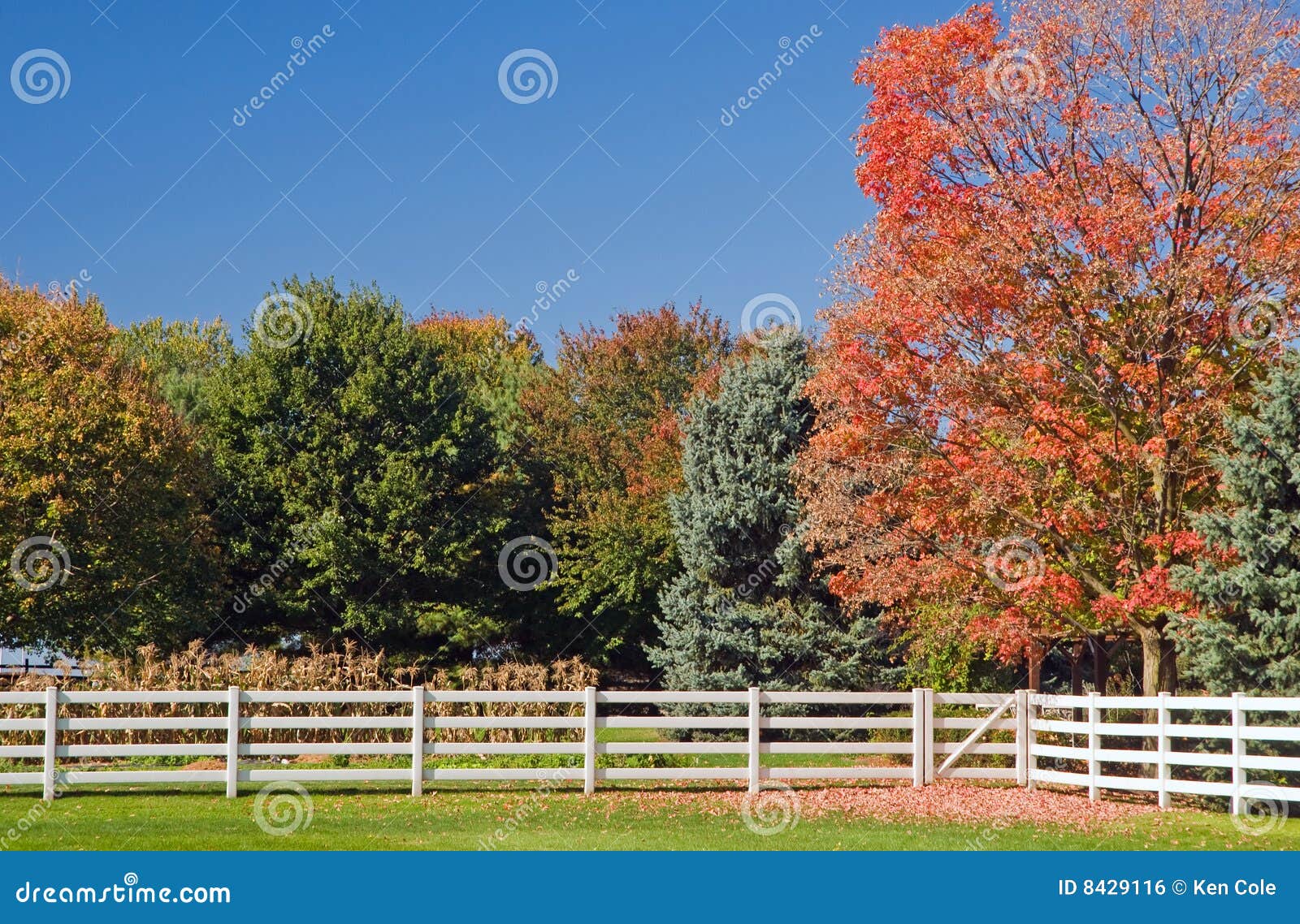 Autumn Trees and White Fence Stock Photo - Image of country, colored ...