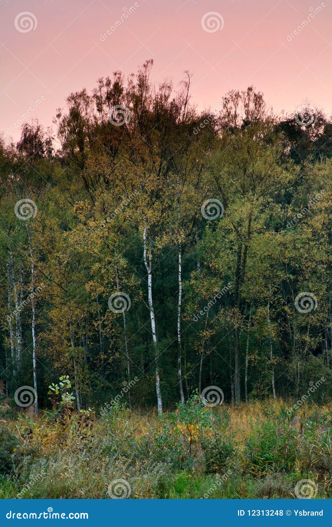 Autumn trees in the wind. stock photo. Image of landscape - 12313248